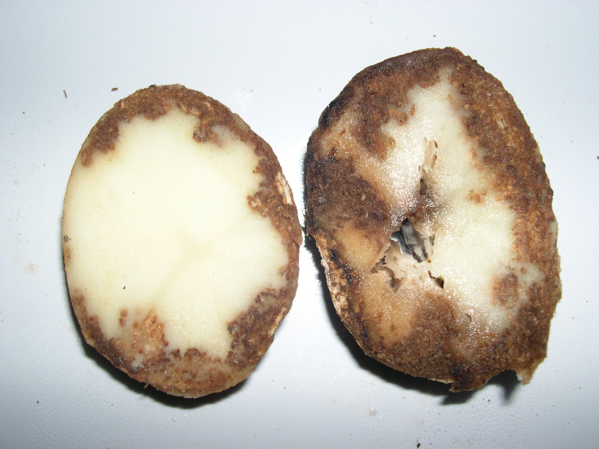 Enfermedades Papa - INIA