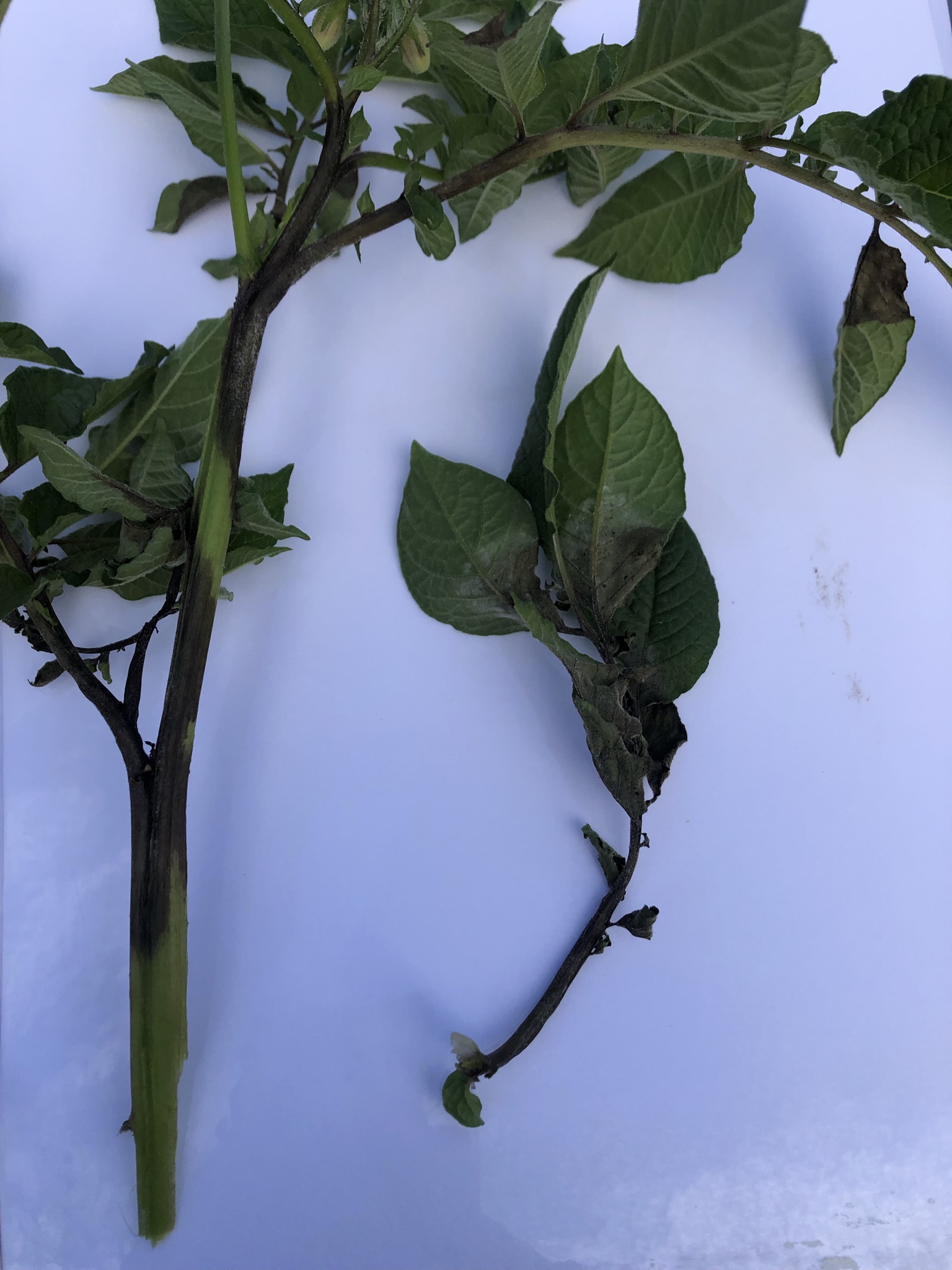 Enfermedades Papa - INIA